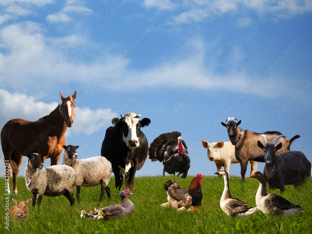 Lots of farm animals Stock Photo | Adobe Stock