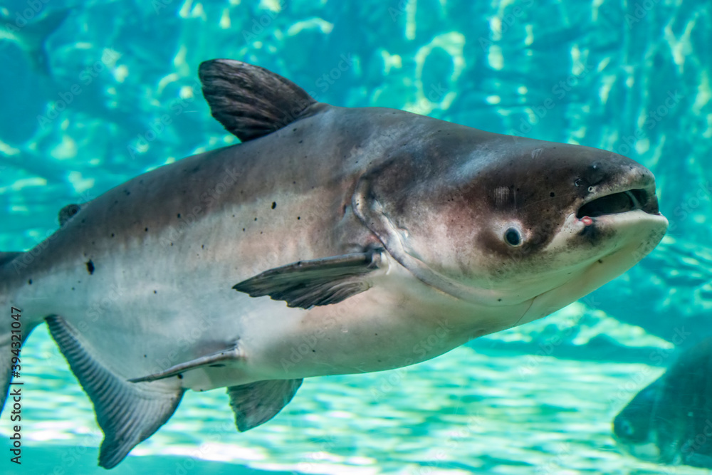 The Mekong giant catfish (Pangasianodon gigas) is a large, critically ...