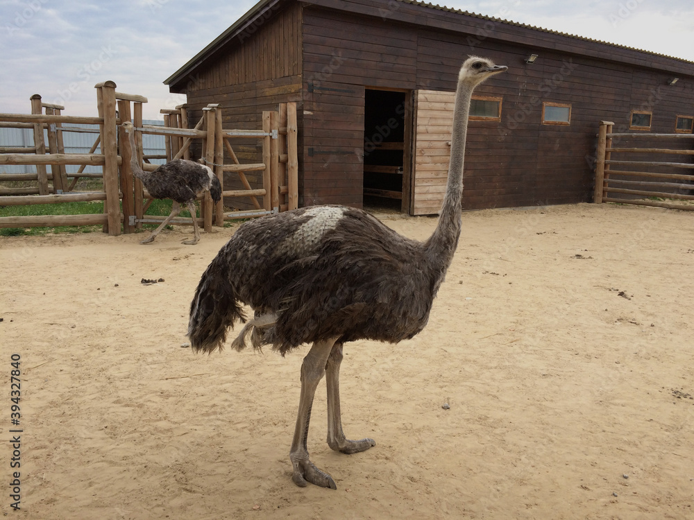 ostrich in the pen. on the back without feathers. in an aviary behind a ...