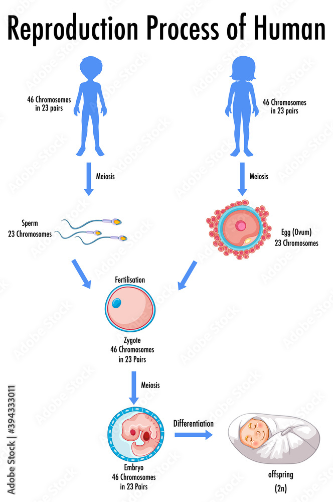 Reproduction Process of Human infographic Stock Vector | Adobe Stock