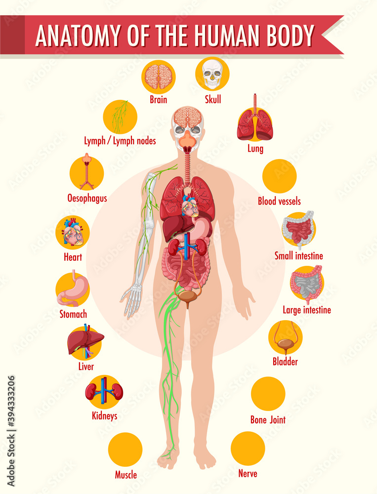 Anatomy of the human body information infographic Stock Vector | Adobe ...