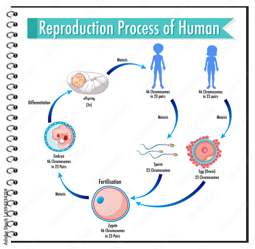 Reproduction Process of Human infographic Stock Vector | Adobe Stock