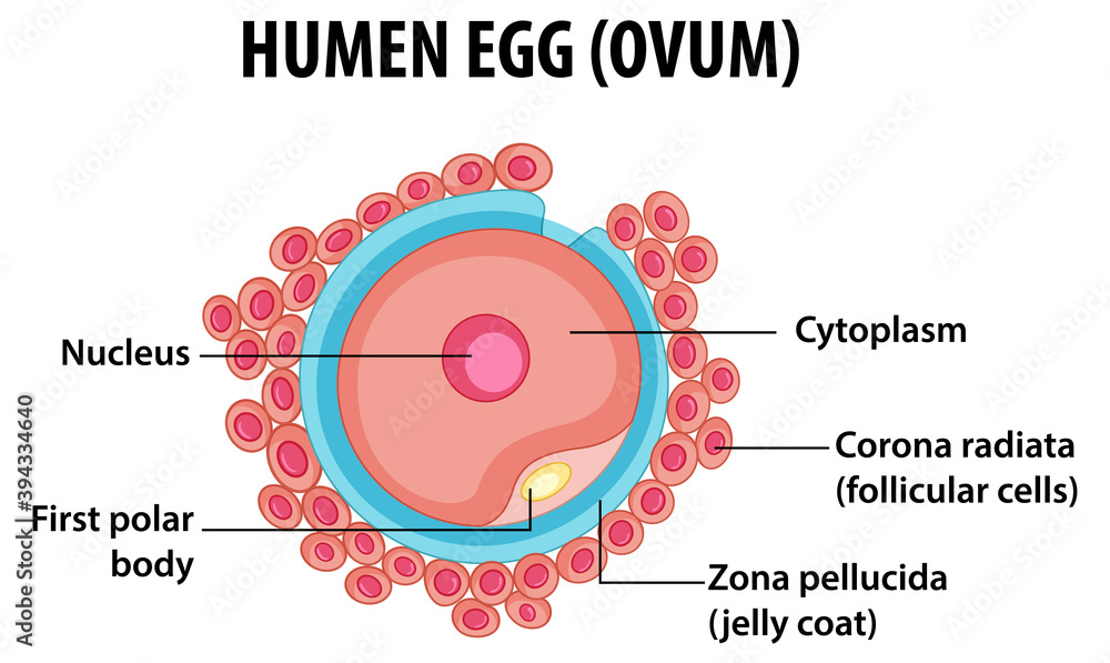 Human Egg or Ovum structure for health education infographic Stock ...