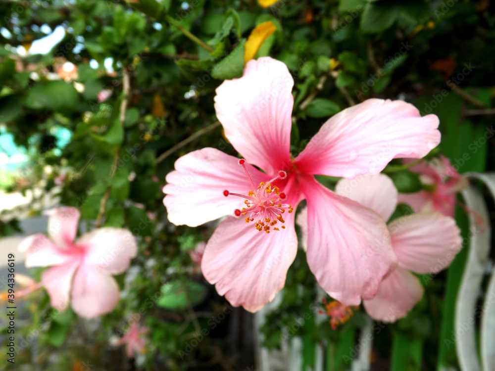Bright pink hibiscus or bunga sepatu (in Indonesian) with green leaves ...