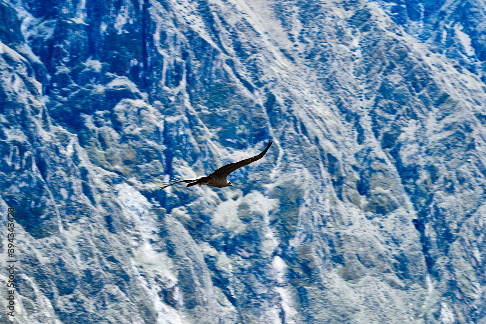 Andean condor, Vultur gryphus, soaring over the Colca Canyon in the ...