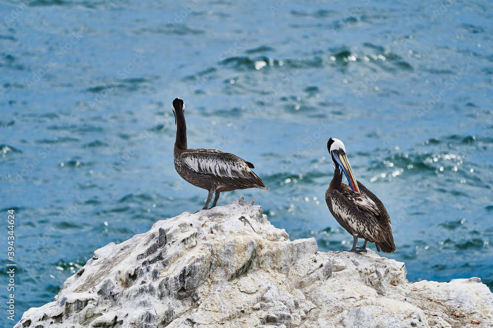 Bird colony in Paracas national park at the Pacific Ocean coast line of ...