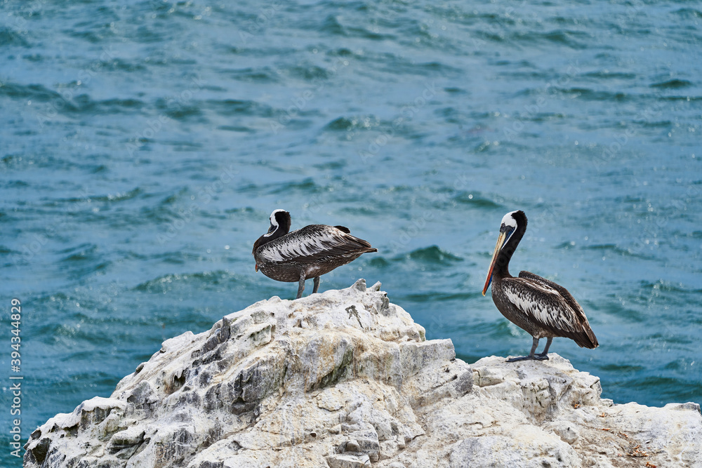 Bird colony in Paracas national park at the Pacific Ocean coast line of ...
