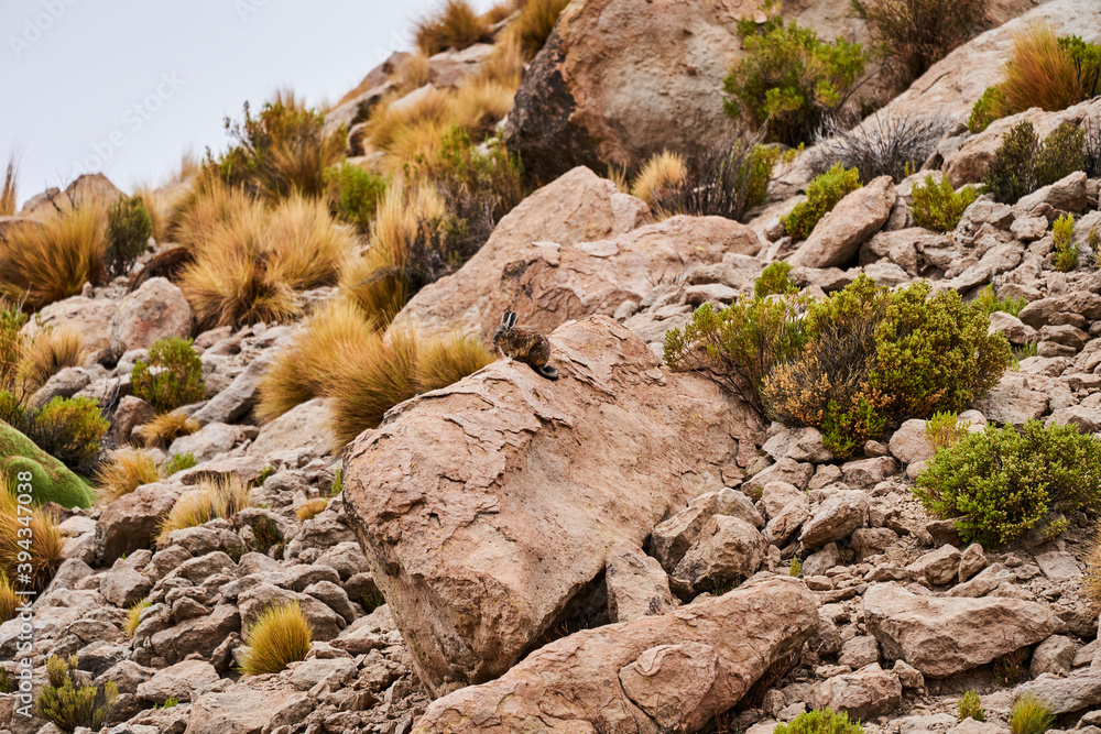 Foto de southern viscacha, Lagidium , looks like a crossing of hare and ...