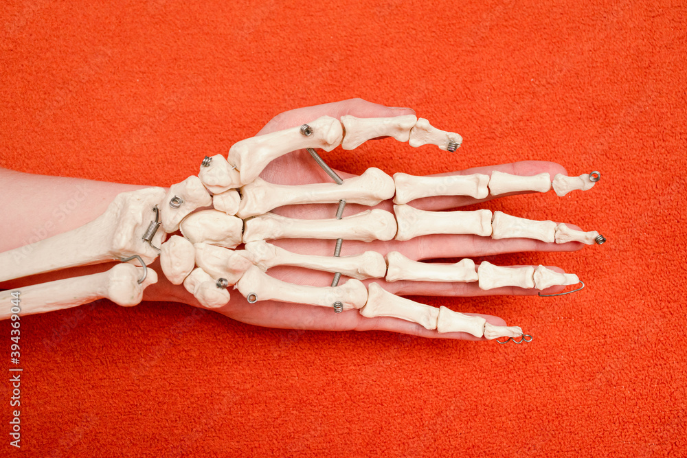Hand bones on top of human hand on orange background, ventral side view ...