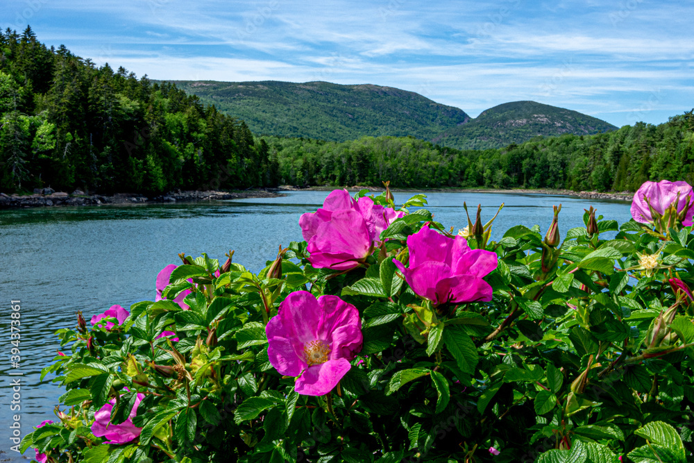 Pink roses and bush with coastal pond in front of Cadillac Mountain in ...