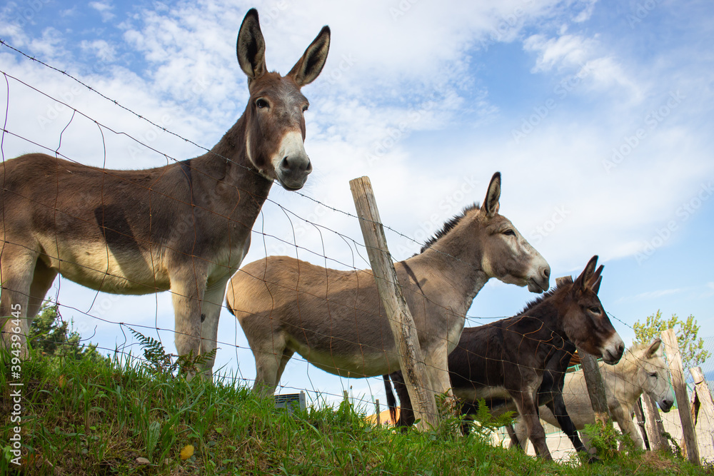 Group of fluffy donkeys behind fence. Brown donkeys in farmyard ...