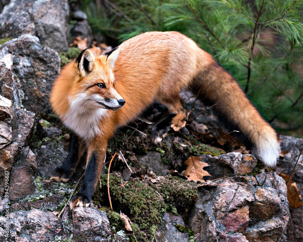 Red Fox photo stock. Red fox close-up profile view standing on a big ...