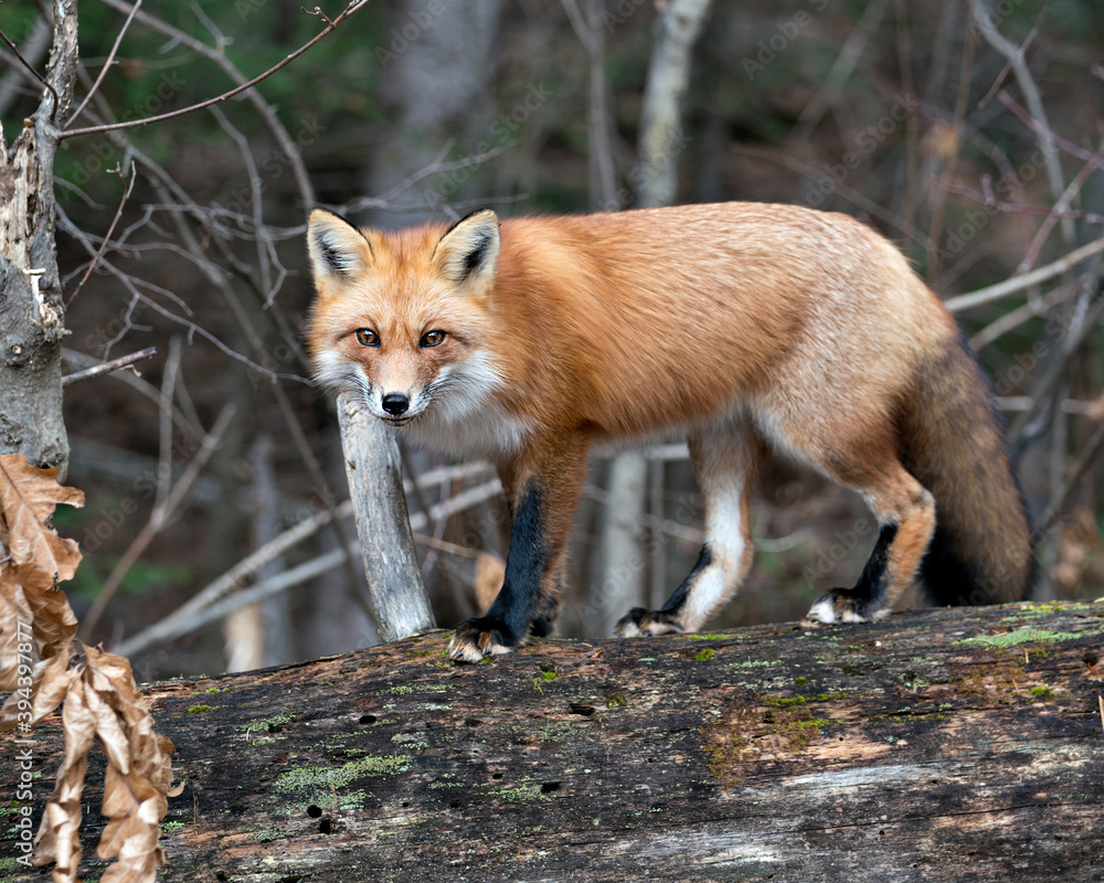 Red Fox photo stock. Red fox close-up profile view standing on a big ...