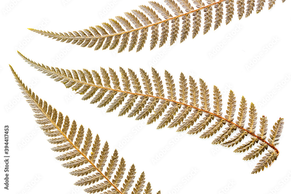 dried leaves of a silver fern, the symbol of New Zealand, white ...