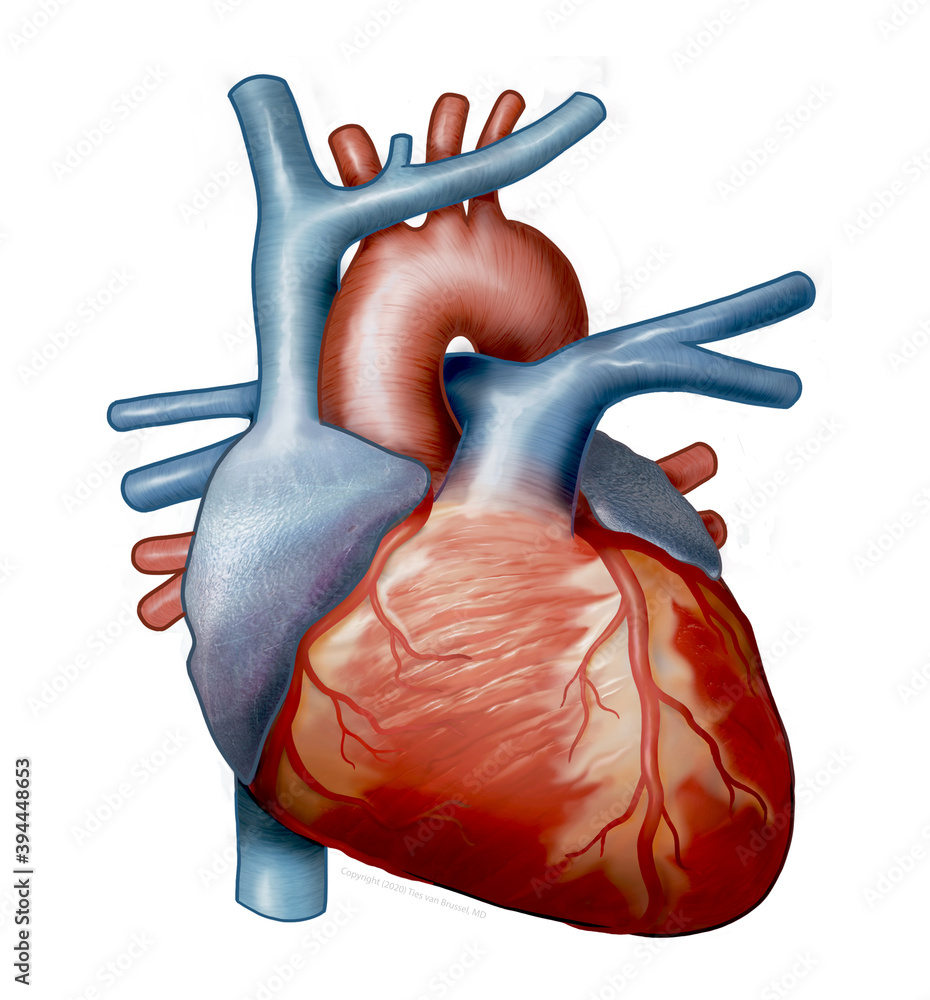 Anatomy of the heart Stock Illustration | Adobe Stock