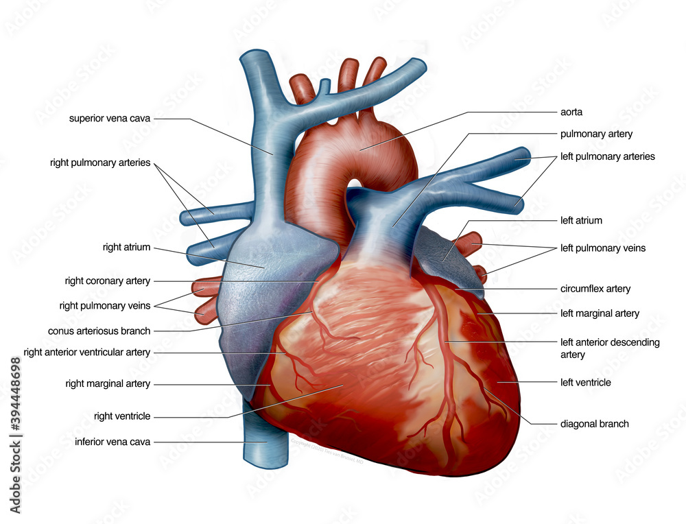 Anatomy of the heart ilustración de Stock | Adobe Stock