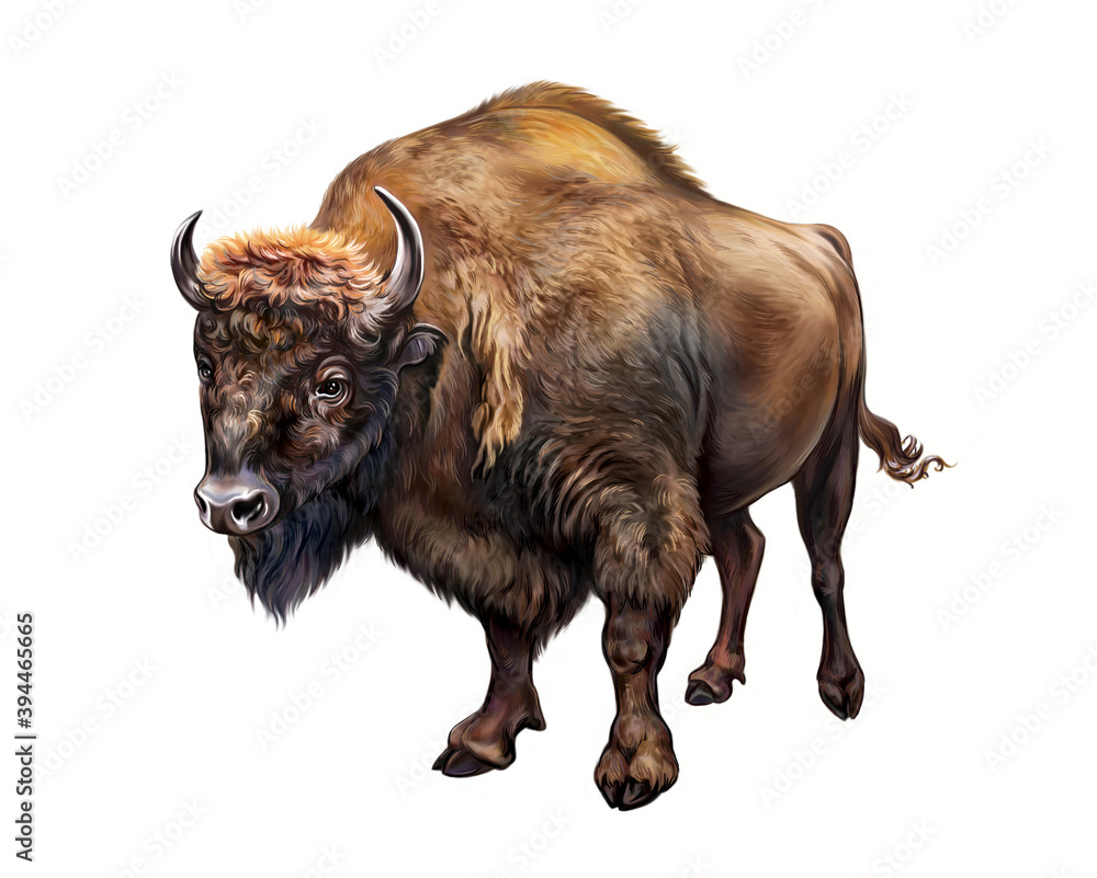 Bison, realistic drawing Stock Illustration | Adobe Stock