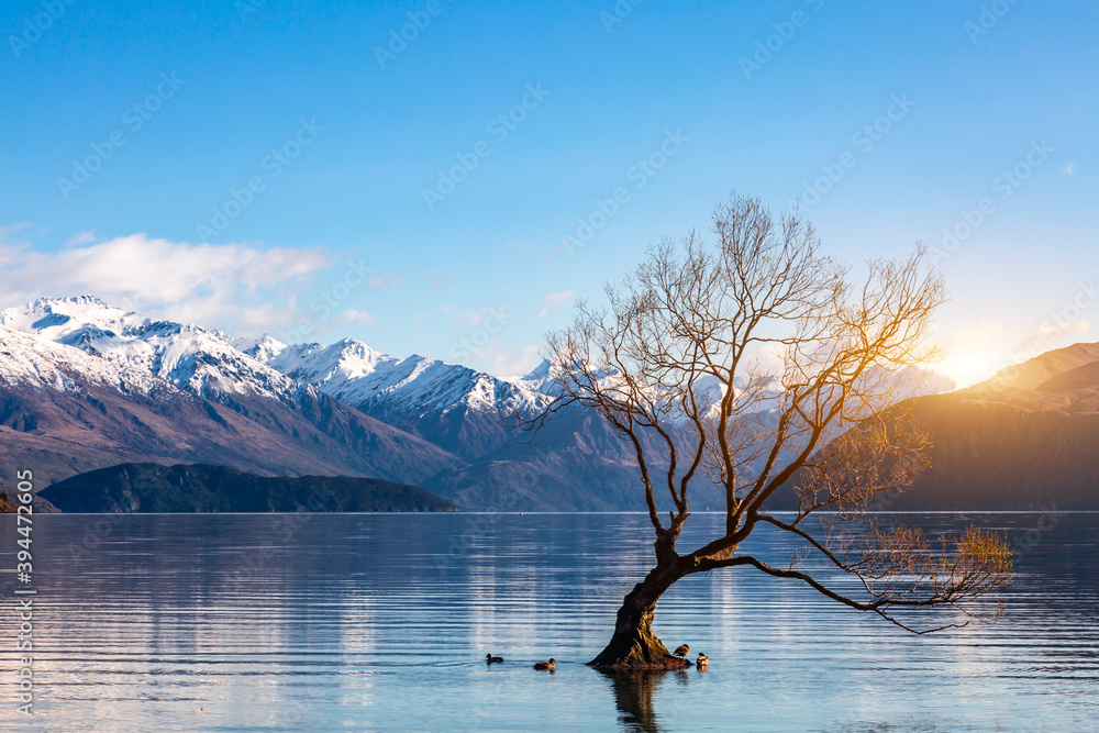 Wanaka tree. New Zealand’s most famous tree. Great view of wanaka tree ...