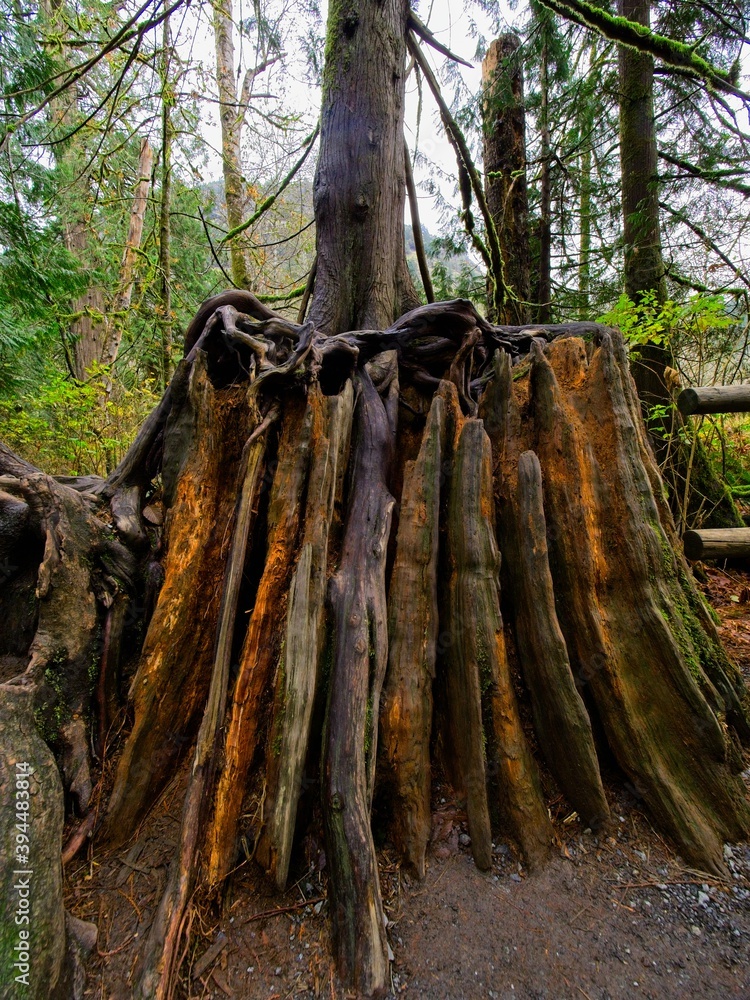 Fall colors in the rainforest in Goldstream park, Victoria BC ...