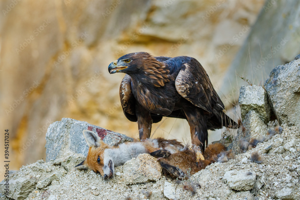 Hunter with caught prey. Golden eagle, Aquila chrysaetos, perched on ...