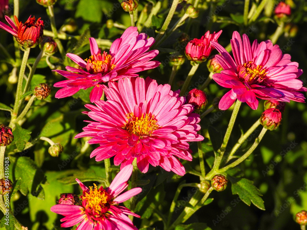 Pink flowers: Bright pink mum flowers with yellow in the bright ...