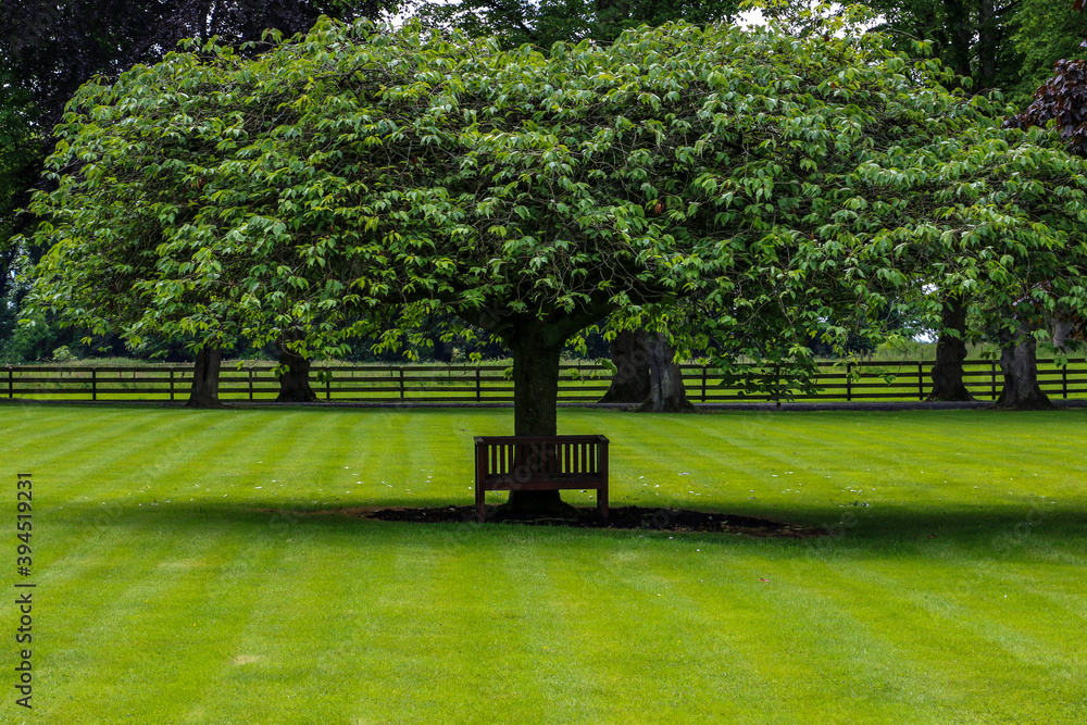 Foto de Single tree in the centre of a lawn with bench in the shade ...