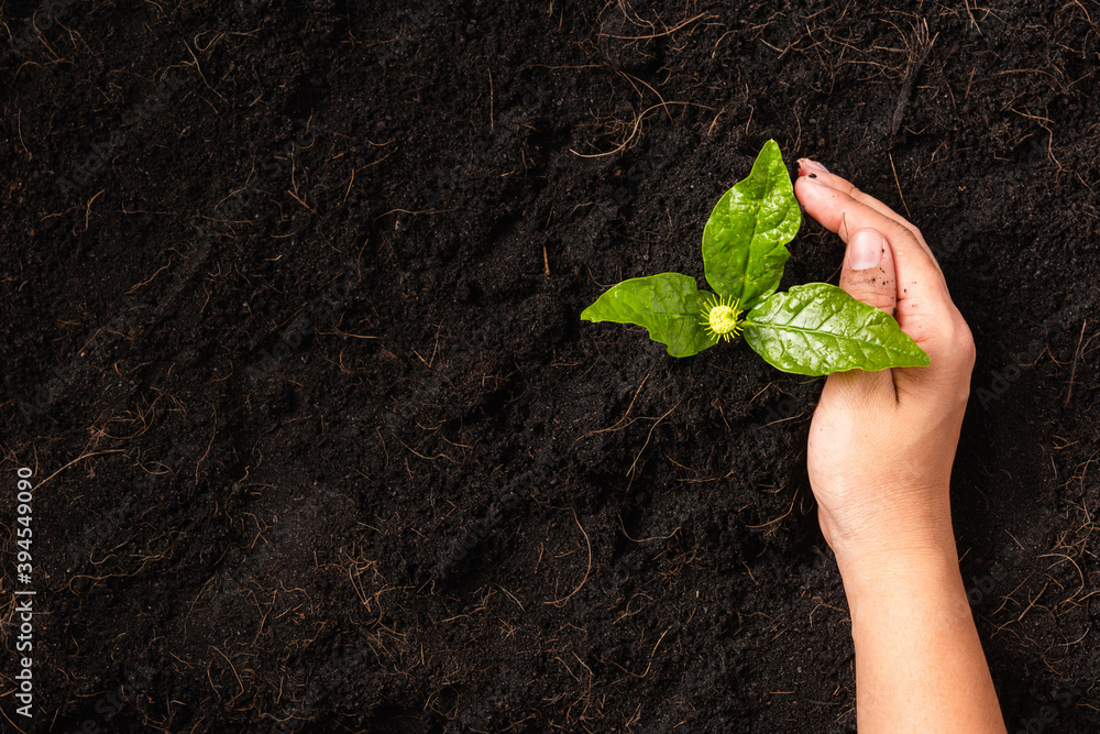 Foto de Hand of a woman planting green small plant life on compost ...