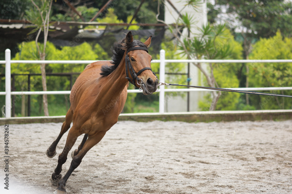 Adult brown stallion horse runs with empty riding during training at ...