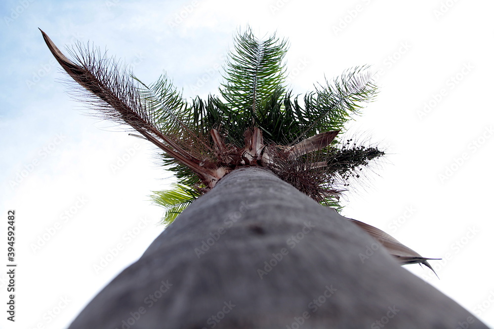 The high perspective of a palm stem, from the rupture towards the sky ...