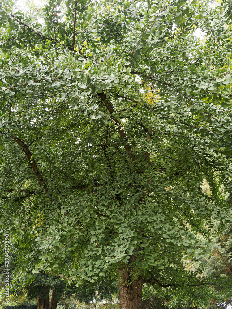Ginkgo biloba - Ginkgo, mature tree with broader crown, many branches ...