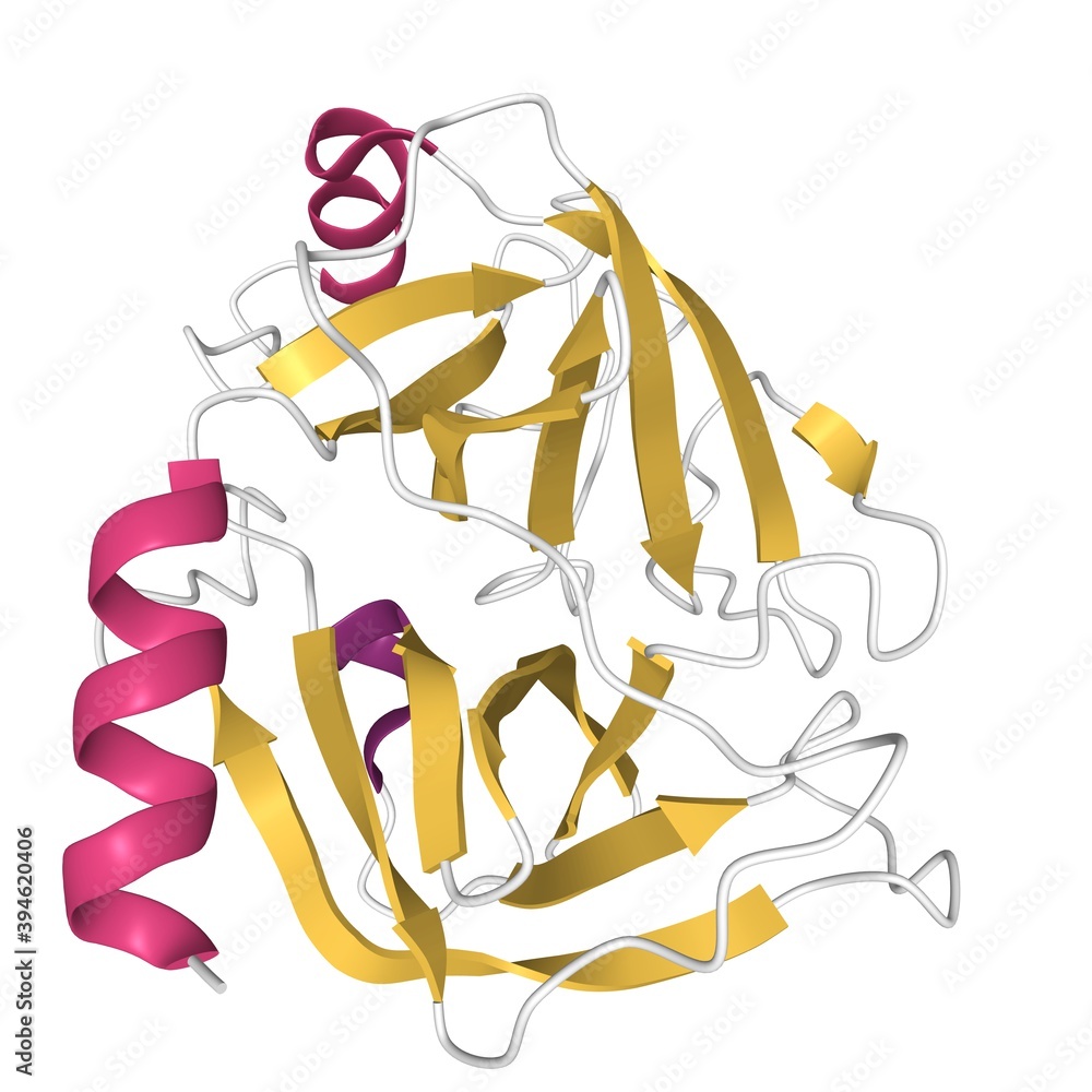 Structure of human trypsin IV (brain trypsin), 3D cartoon model ...