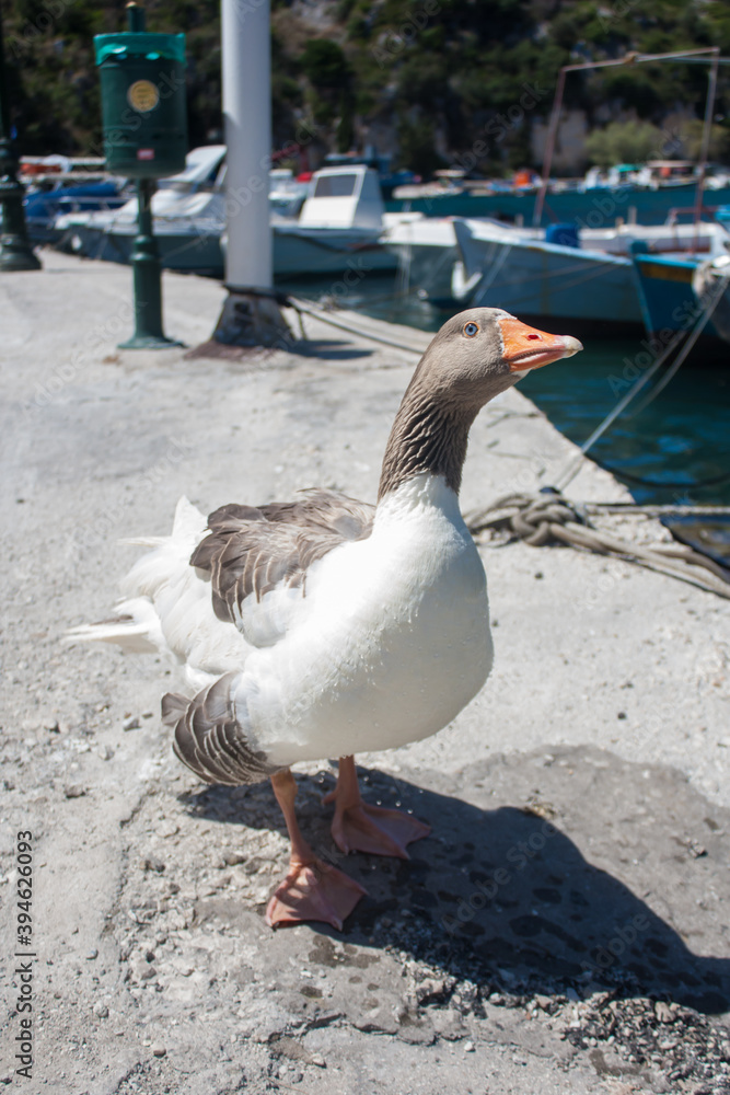 An incredible wild goose with blue eyes walks along the waterfront of a ...