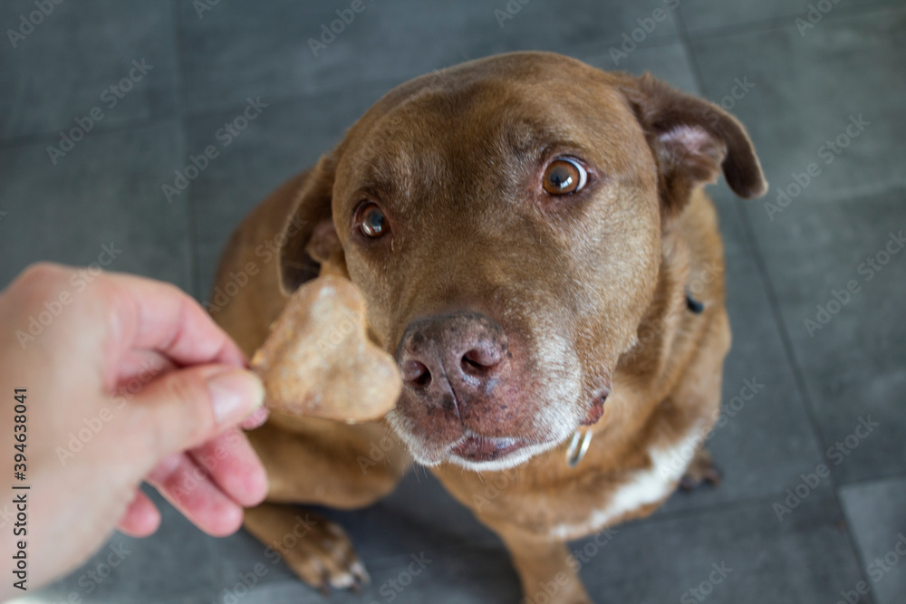 Dog getting a cookie. Adult mixed Labrador dog eating cookie. Gray ...