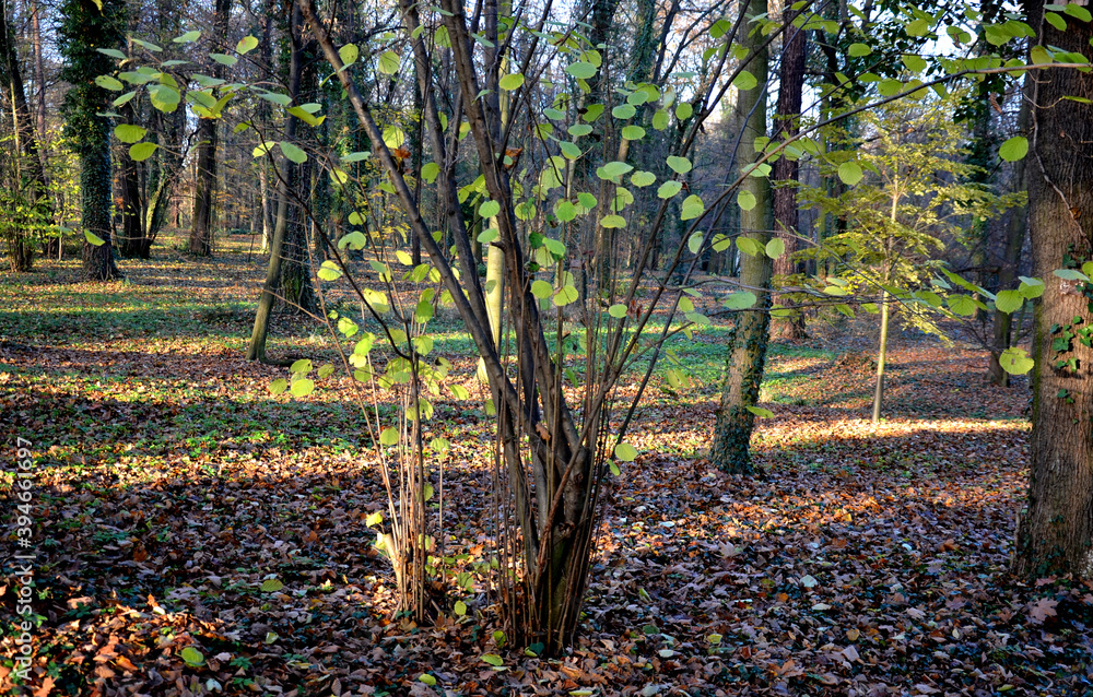 hazel shrub in autumn forest yellow and green leaves fall from the ...