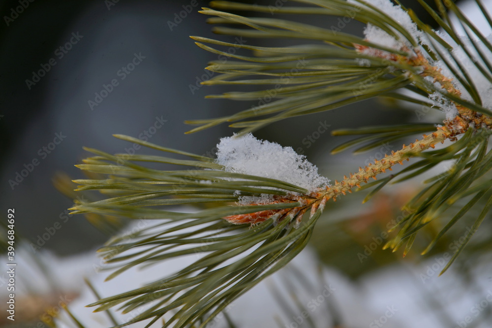 snow, winter, snow on a tree, tree, branch, nature, frost, cold, pine ...