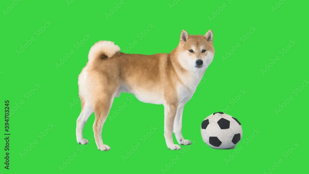 Shiba Inu playing football ball on a Green Screen, Chroma Key. vídeo do ...