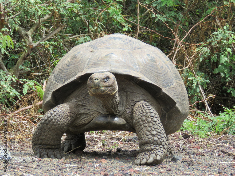 Giant turtle on the Galapagos Islands, Ecuador Stock Photo | Adobe Stock