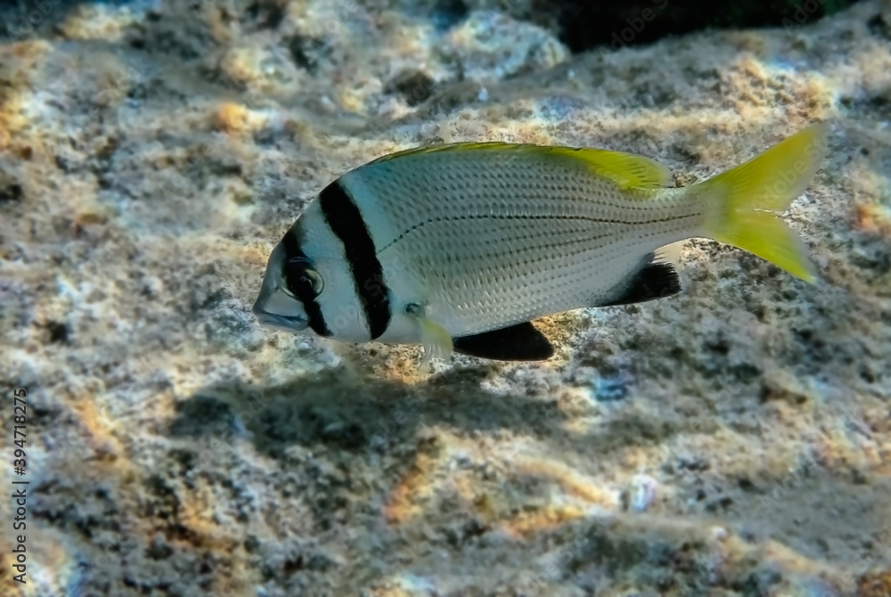 Double-bar bream, scientific name is Acanthopagrus bifasciatus is a ...