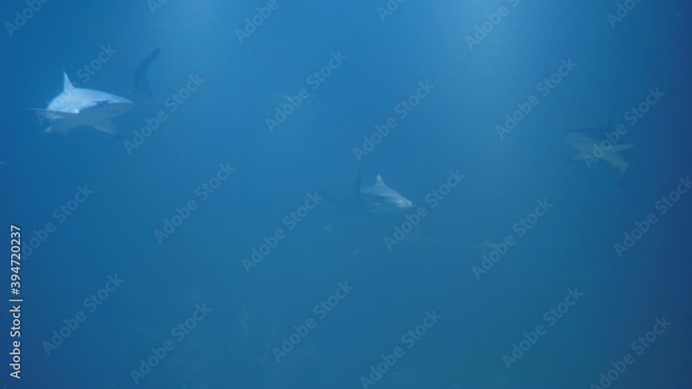 Group of sharks from below. Underwater marine life with grey sharks and ...