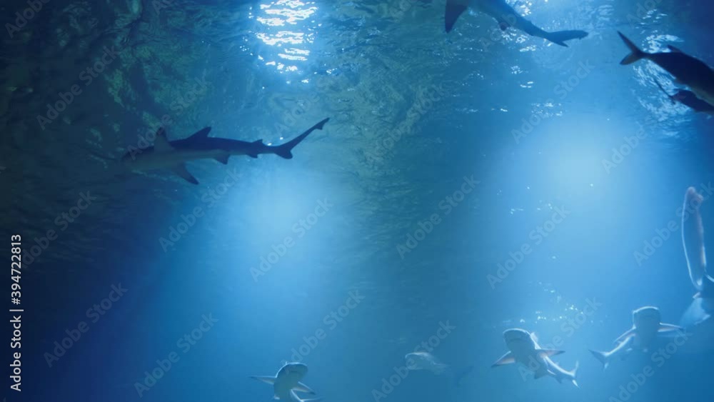 Group of sharks from below. Underwater marine life with grey sharks and ...