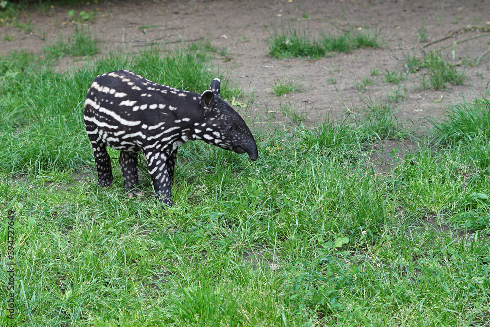 Malayan tapir (Tapirus indicus) cute baby with white spots and stripes ...