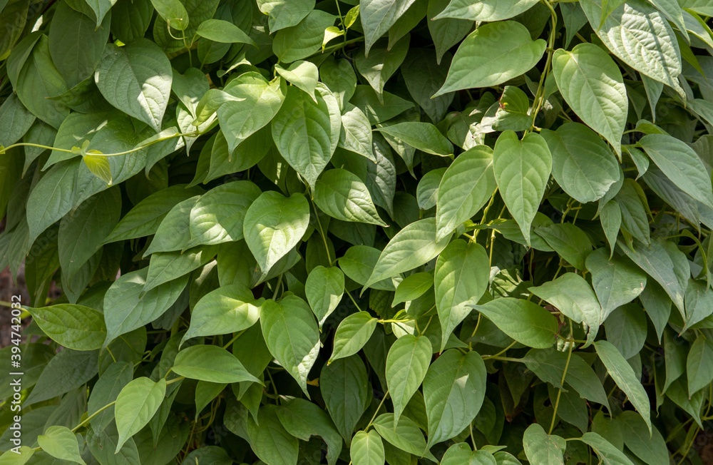 Paederia Foetida or Skunkvine Creeper with Leaves, Also Known as ...