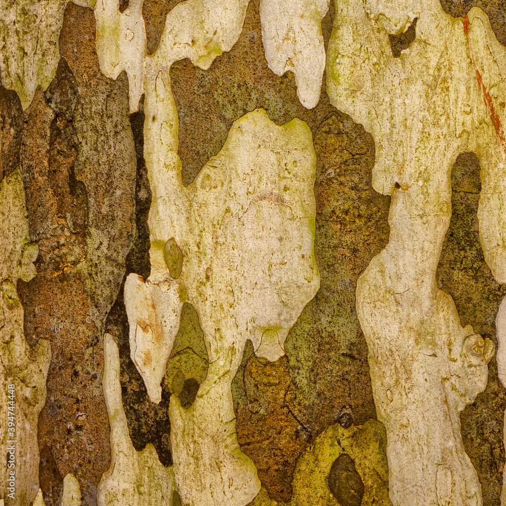 Textura de tronco Stock Photo | Adobe Stock