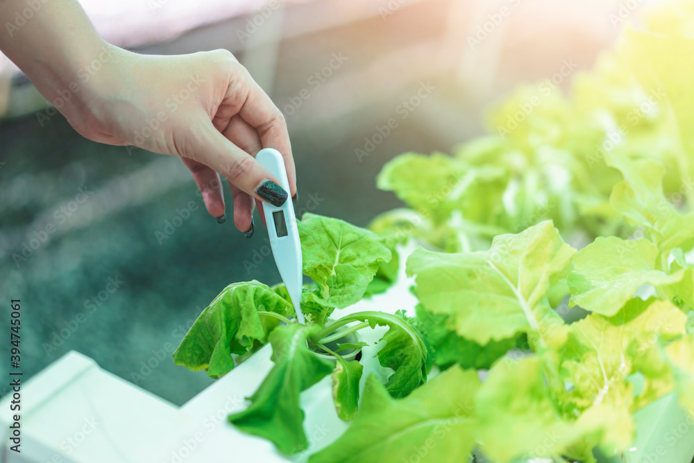 Smart farmer agriculture close up using thermometer measuring ...