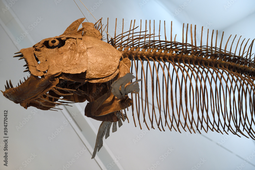 Giant fish skeleton of Xiphactinus audax of the Late Cretaceous Period ...