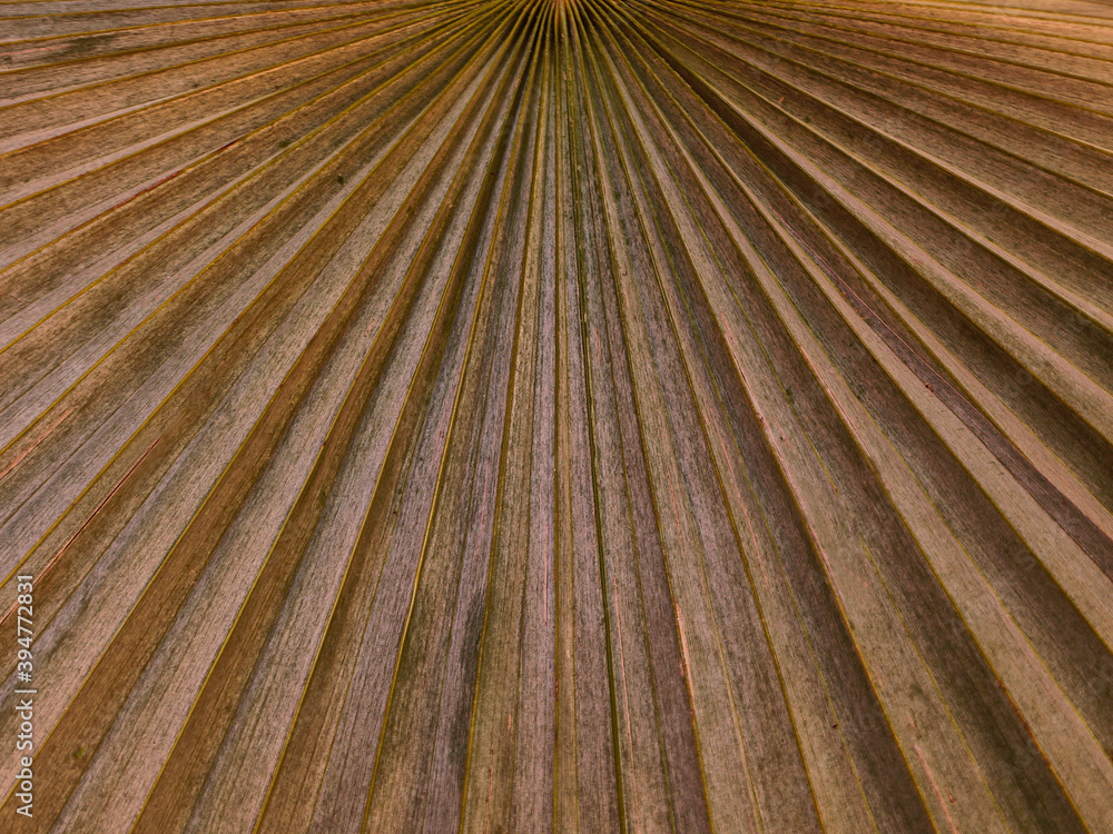 Folha de Palmeira Leque da China Stock Photo | Adobe Stock