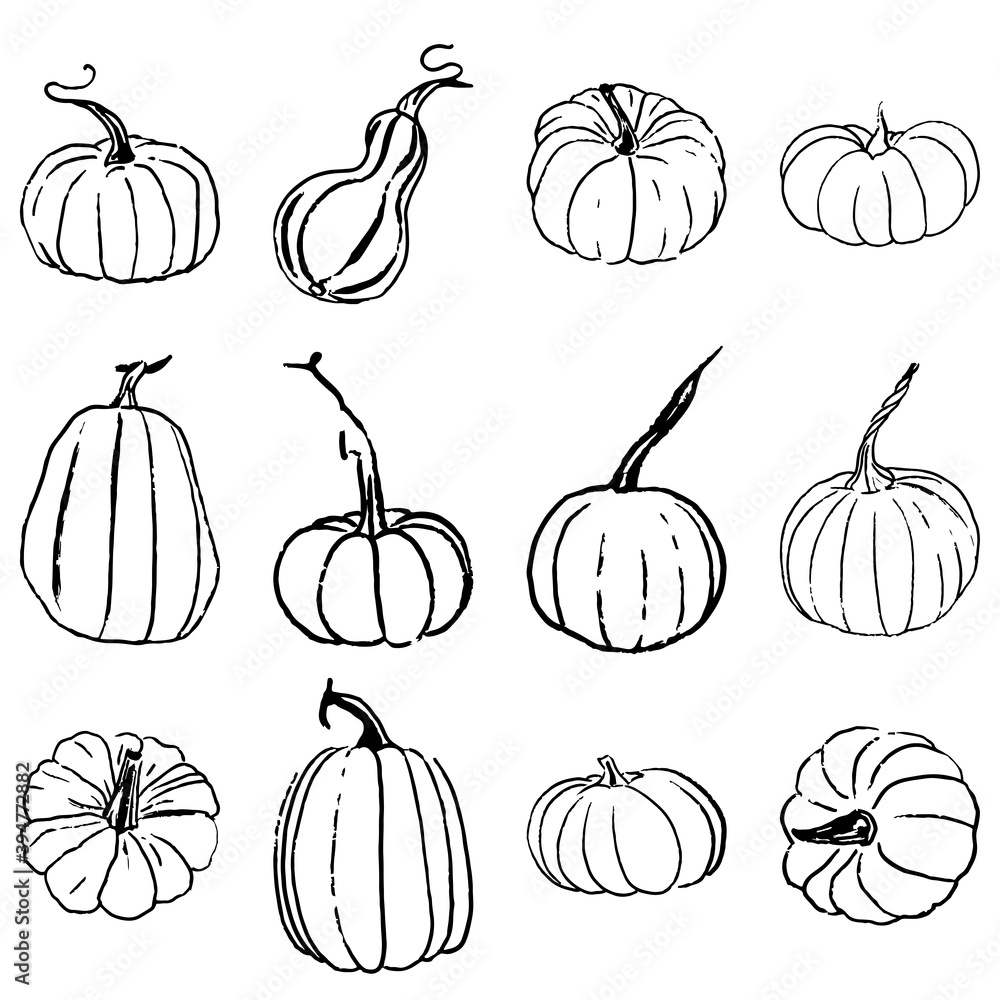 Hand drawing pumpkins set. Vector illustration, line graphics. Linear ...