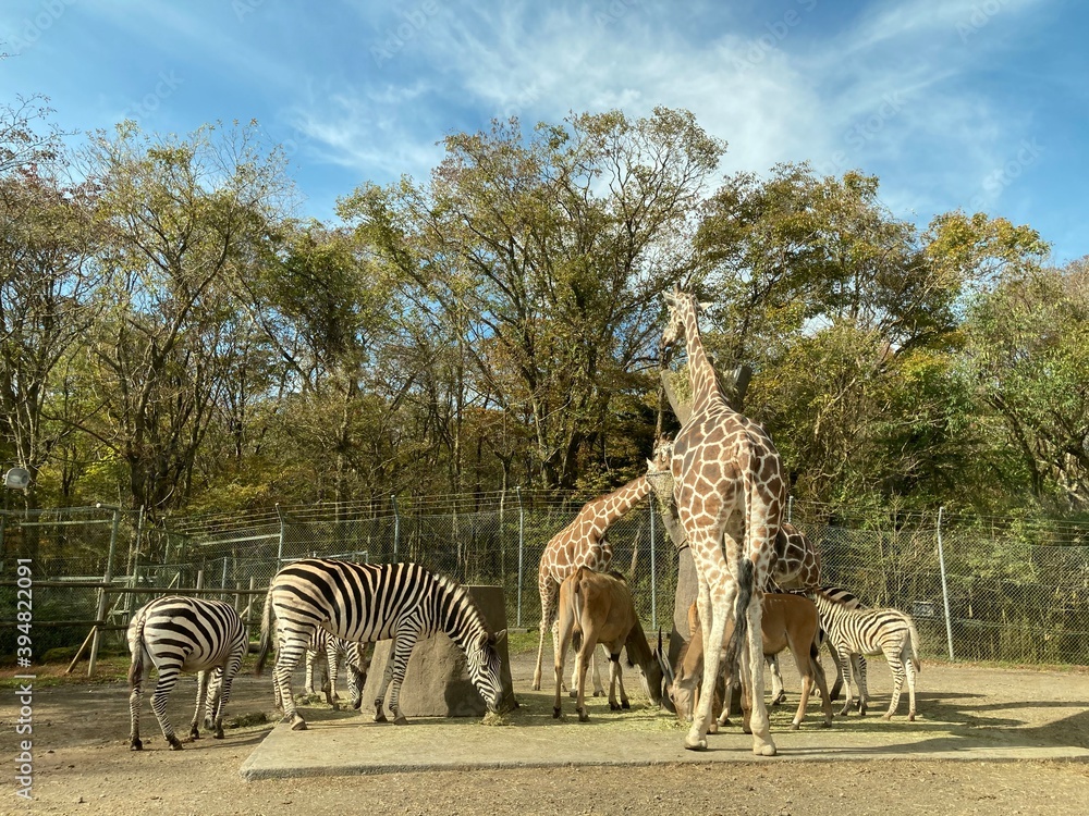 Deer Mixed With Zebra