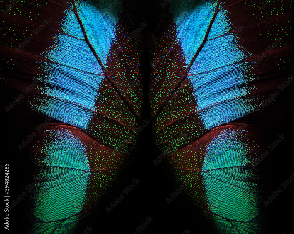 Bright colorful wings of a tropical butterfly on black. Papilio blumei ...
