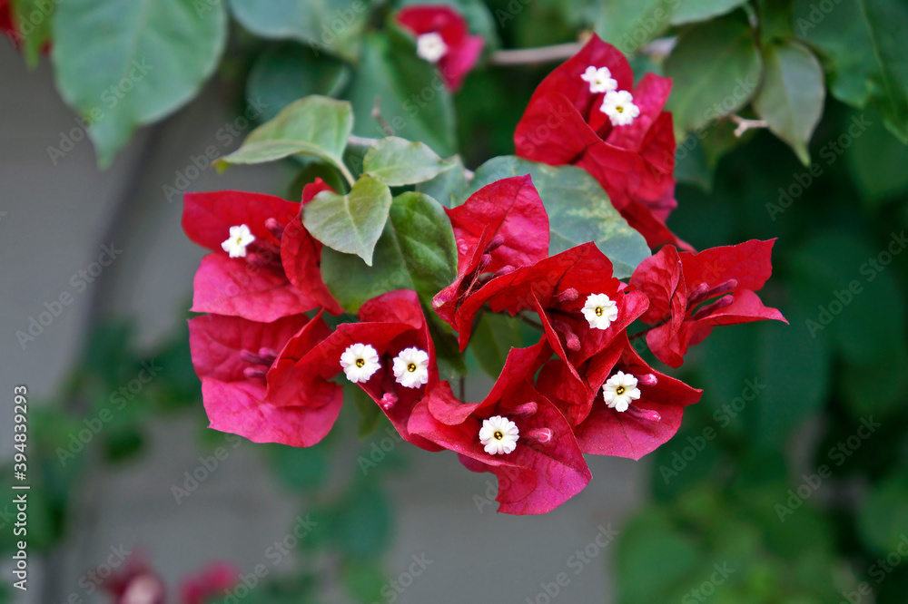 Red bougainvillea flowers (Bougainvillea glabra), Tiradentes, Brazil ...
